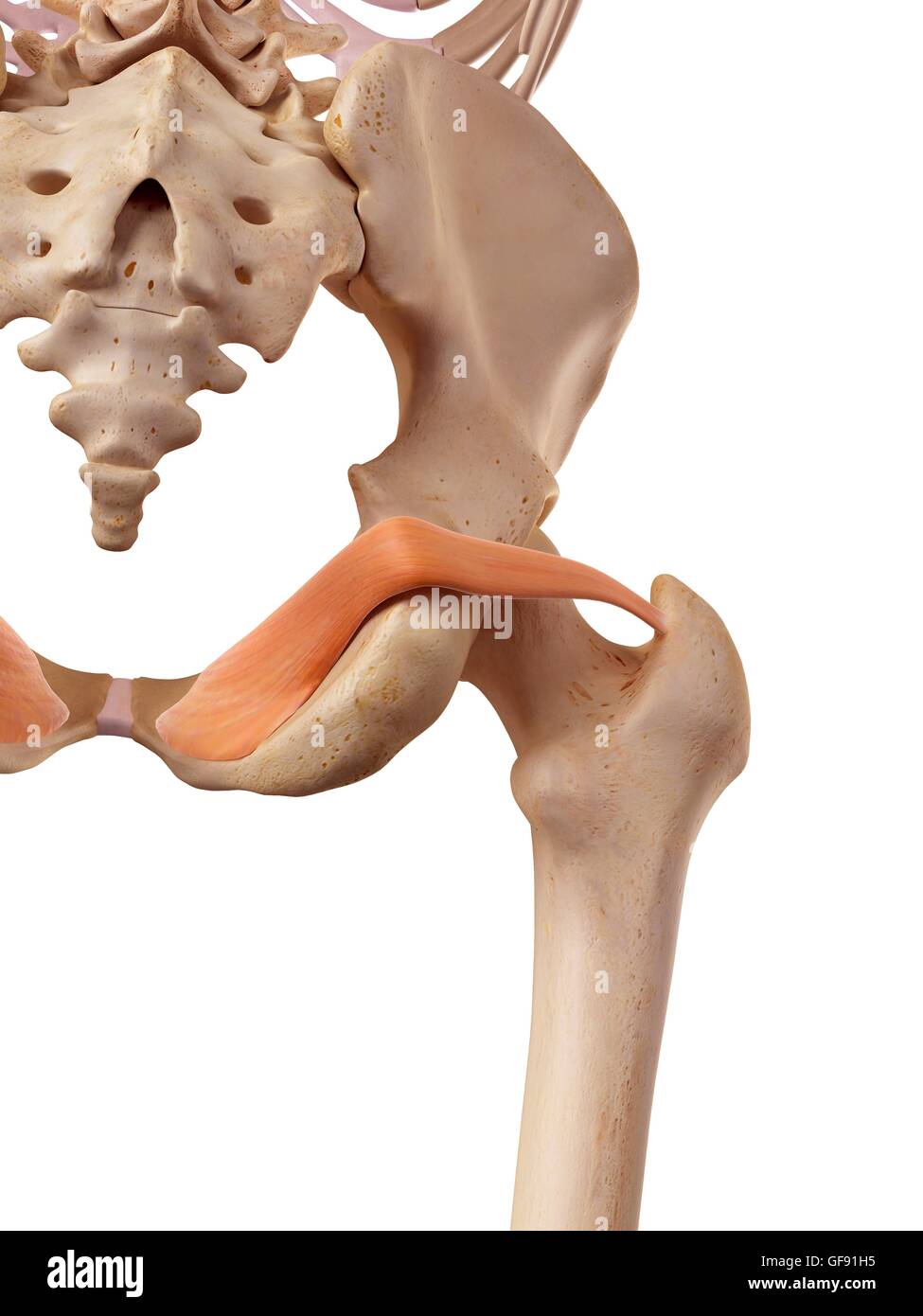 Human pelvic muscles, illustration Stock Photo - Alamy
