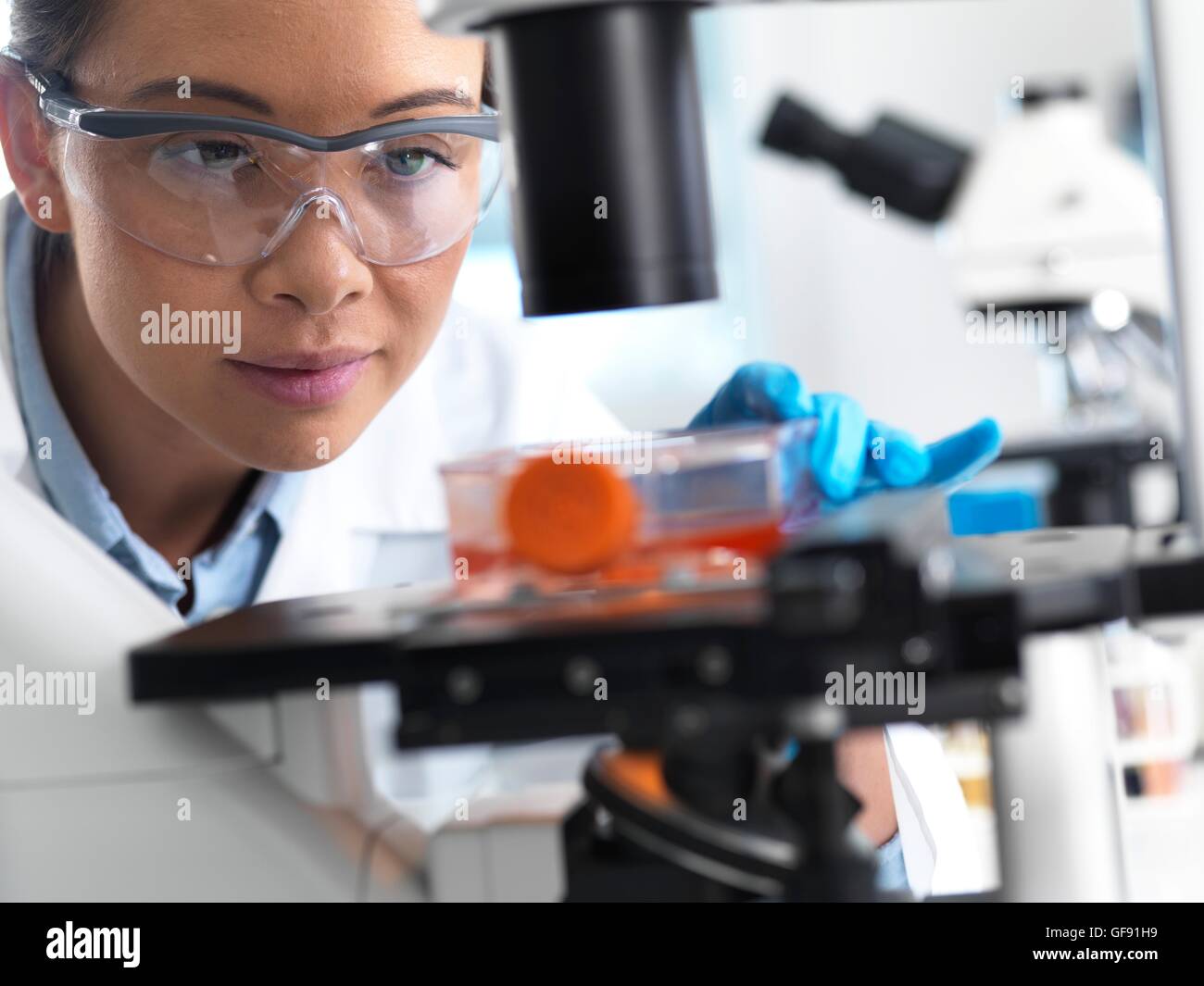PROPERTY RELEASED. MODEL RELEASED. Laboratory researcher using a light ...