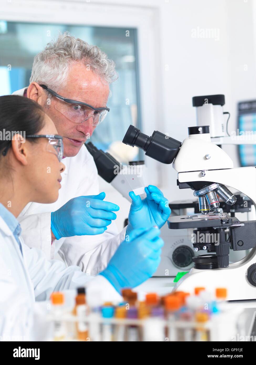 PROPERTY RELEASED. MODEL RELEASED. Scientist preparing to view a blood ...