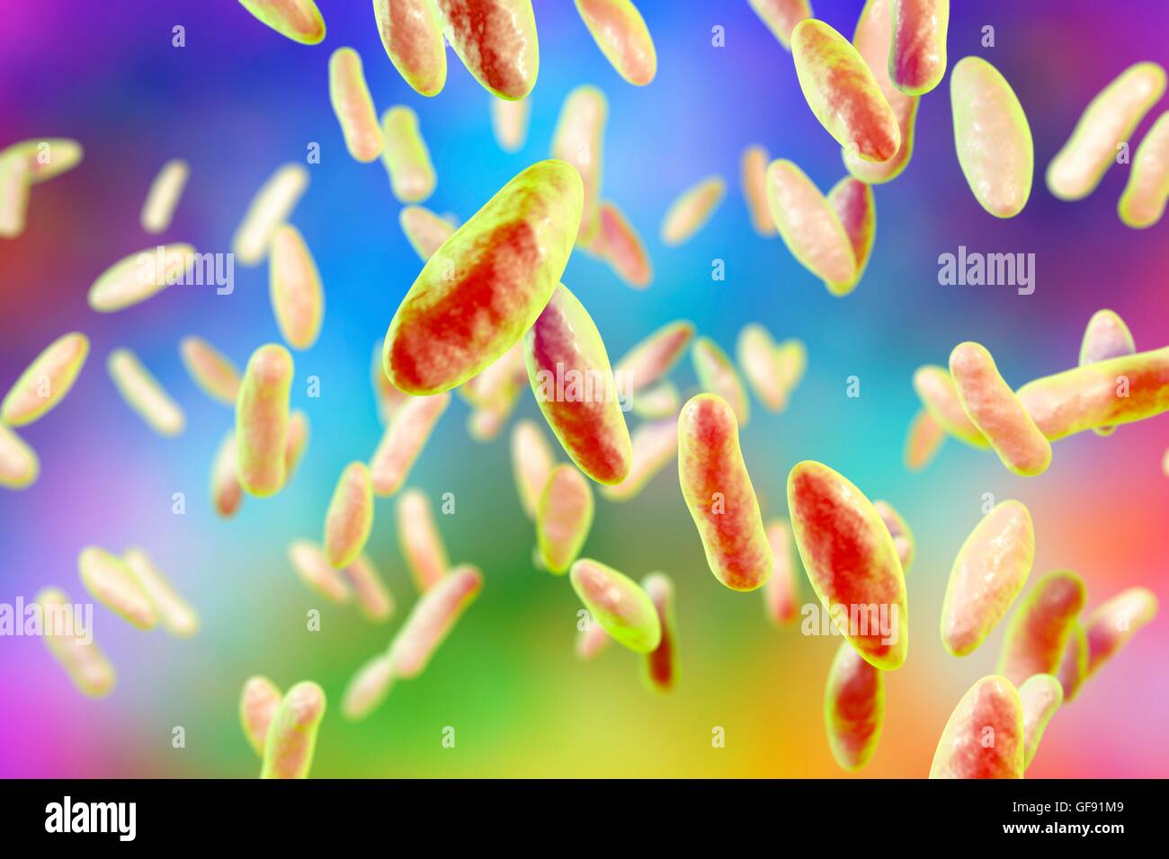 Brucella abortus hi-res stock photography and images - Alamy