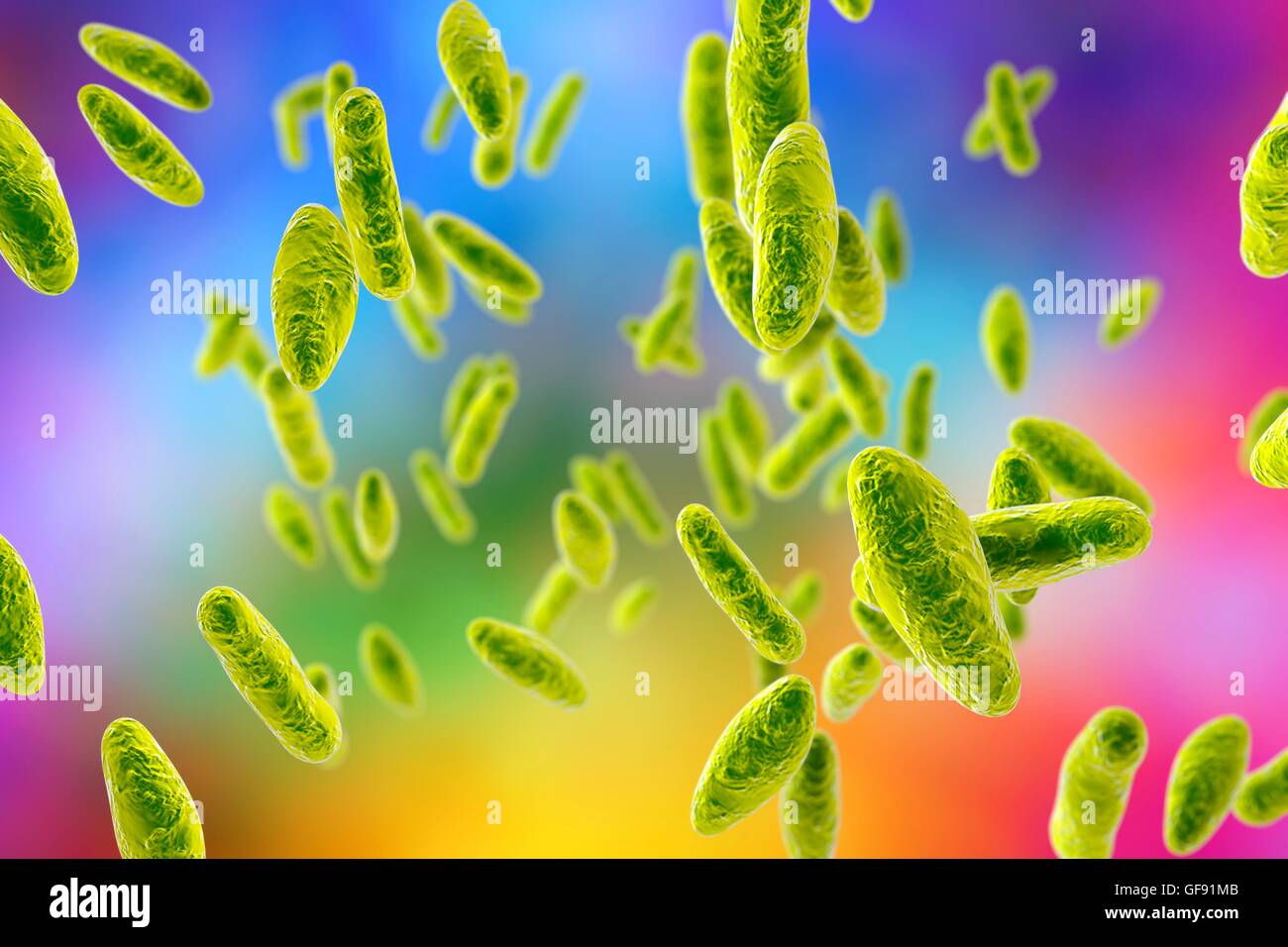 Brucella bacteria, computer illustration. Brucella is a Gram negative ...