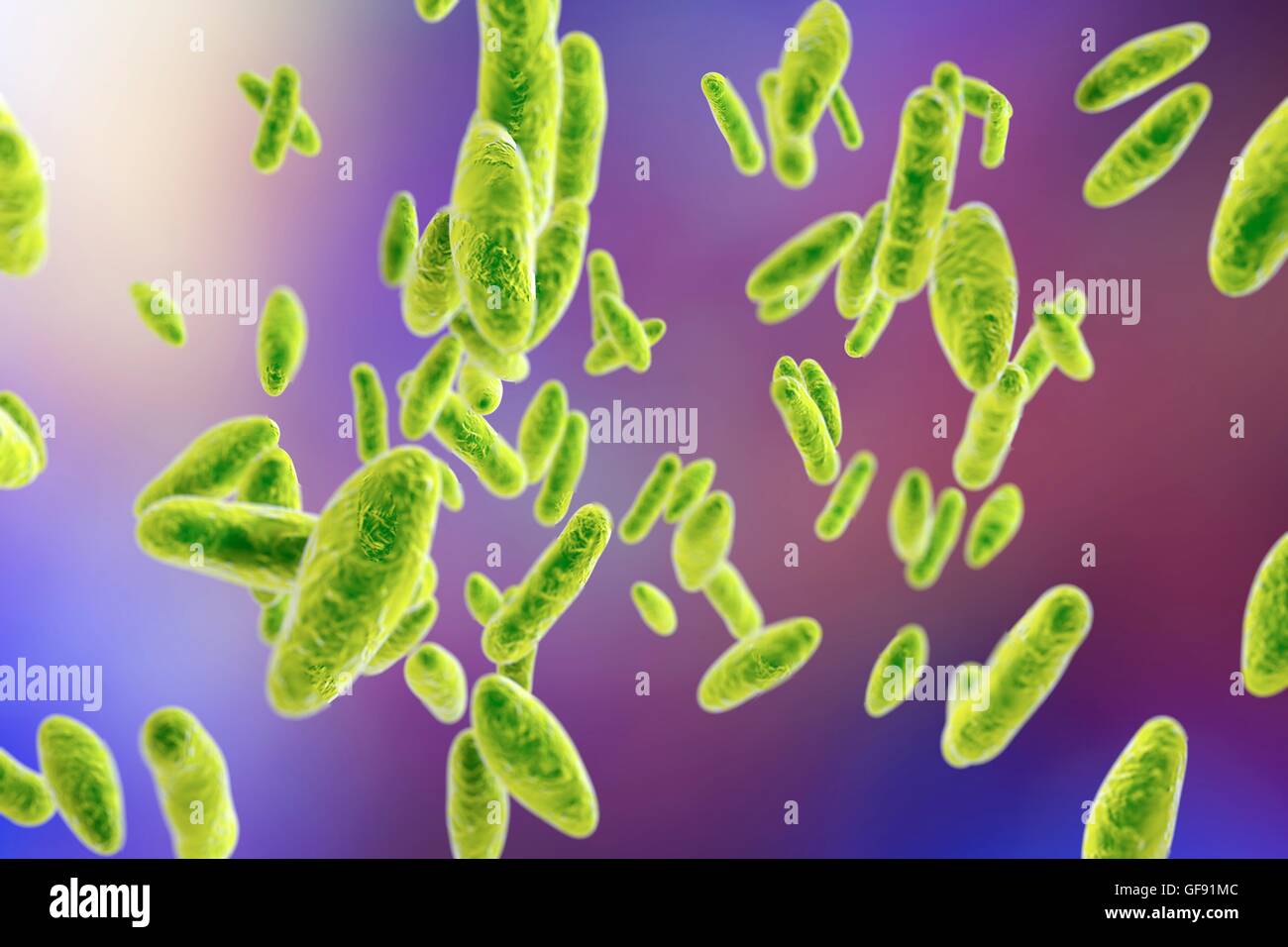 Brucella bacteria, computer illustration. Brucella is a Gram negative ...
