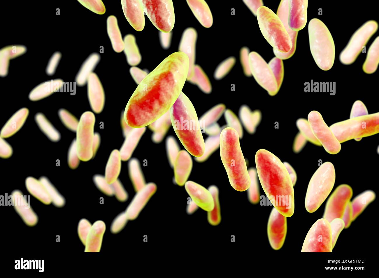 Brucella bacteria, computer illustration. Brucella is a Gram negative ...