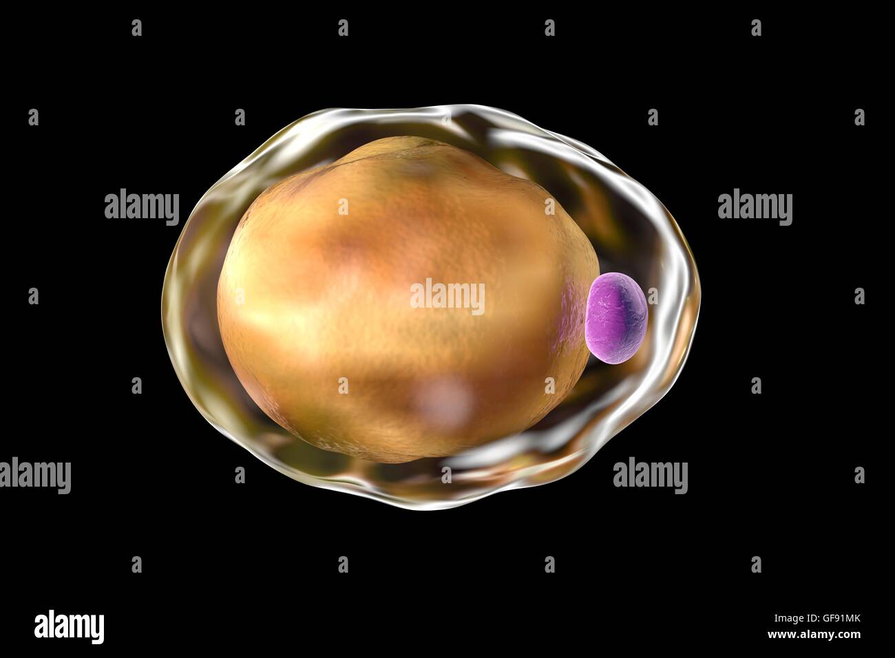 Fat cell, computer illustration. Adipocytes (fat cells) form adipose ...