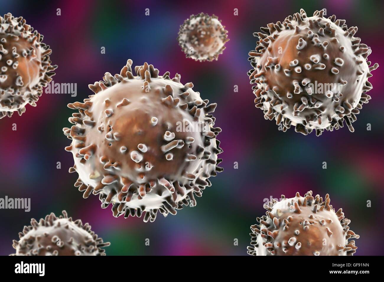 Lymphocytes, computer artwork. T- and B-lymphocytes are part of the ...