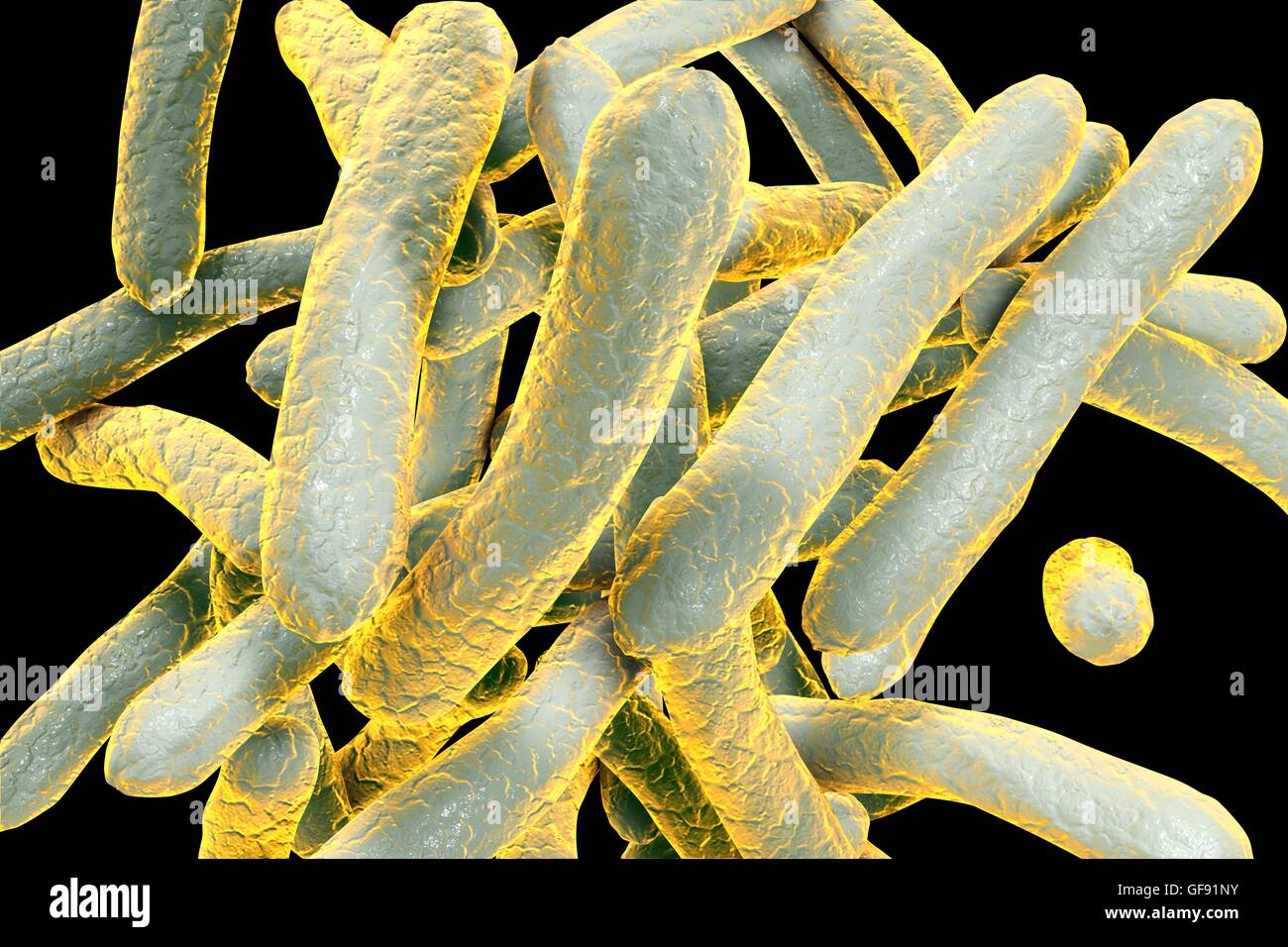 Tuberculosis bacteria. Computer artwork of Mycobacterium tuberculosis ...