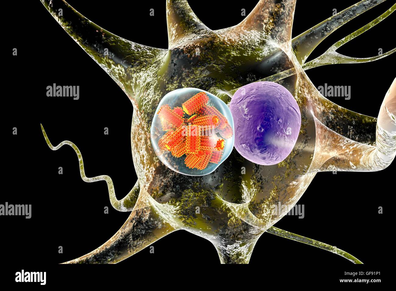 Rabies virus particles inside neuron, computer illustration. Rabies ...