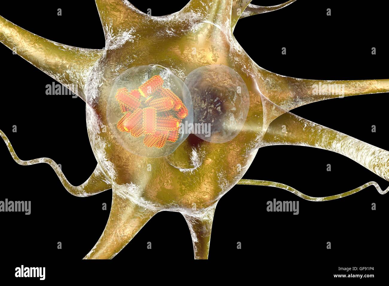 Rabies virus hi-res stock photography and images - Alamy