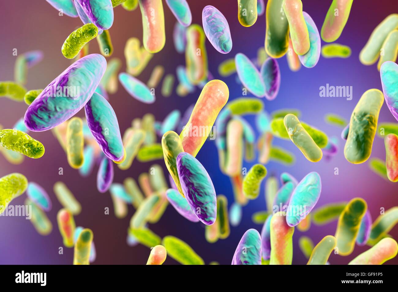 Illustration of different rod-shaped bacteria. Rod-shaped bacteria ...