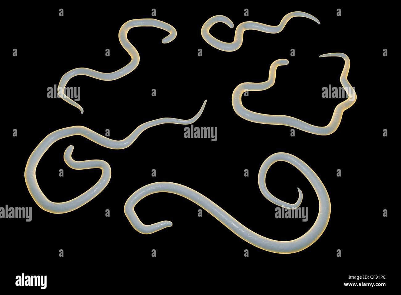 Toxocara canis hi-res stock photography and images - Alamy