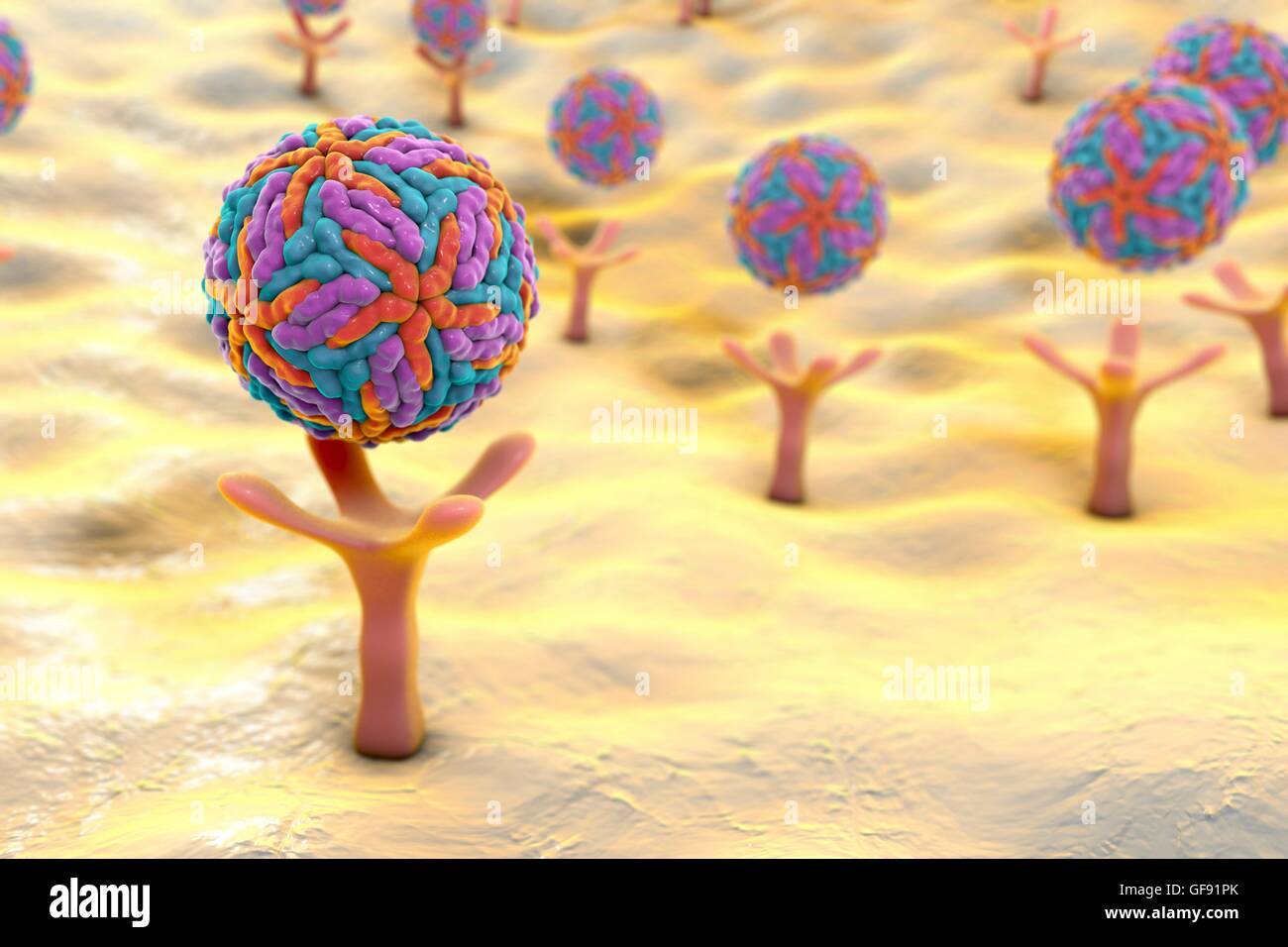 Computer illustration of a Zika viruses (ZIKV) particle (spherical ...