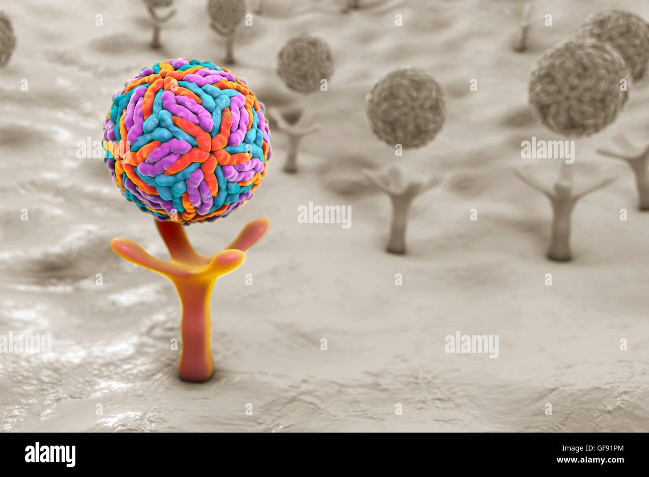 Computer illustration of a Zika viruses (ZIKV) particle (spherical ...