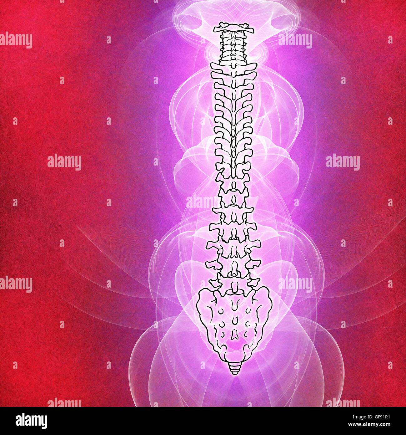 Human spinal vertebrae, illustration Stock Photo - Alamy