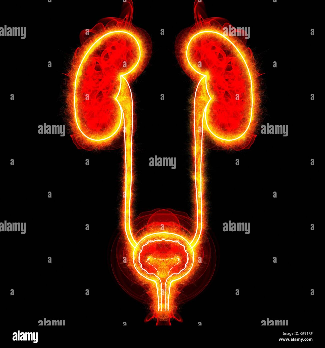 Human urinary system, illustration Stock Photo - Alamy