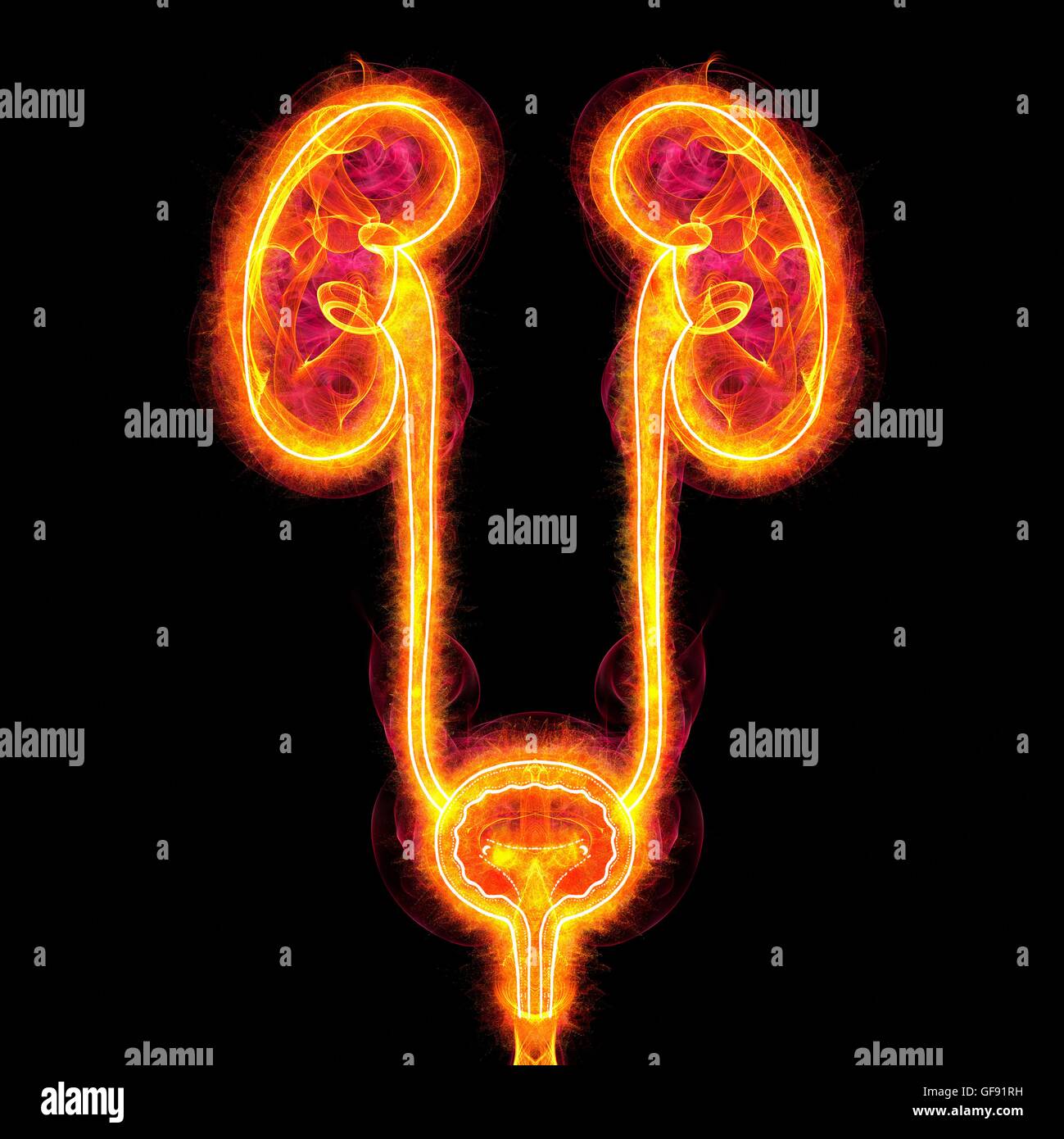 Human urinary system hi-res stock photography and images - Alamy