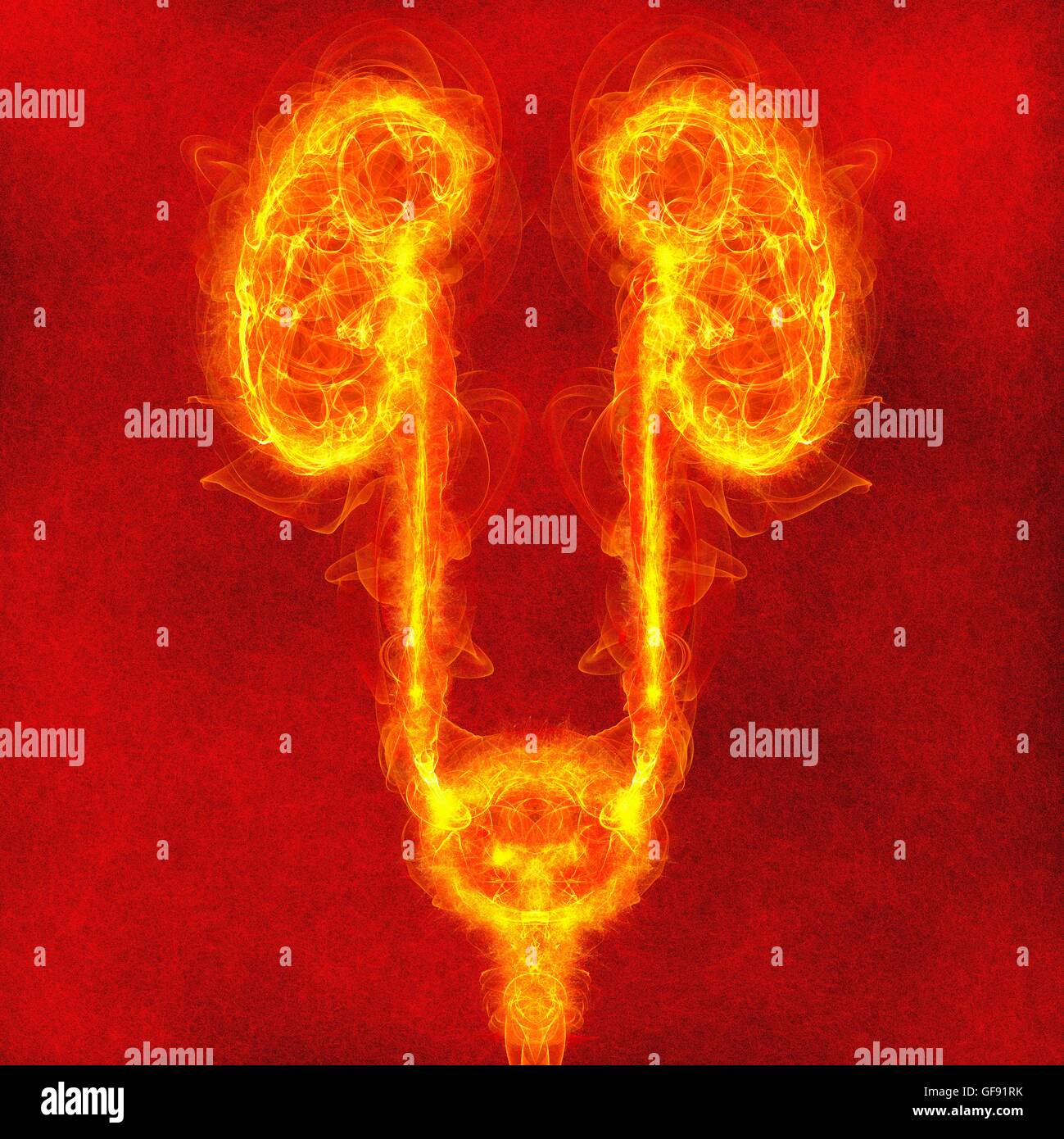 Human urinary system hi-res stock photography and images - Alamy