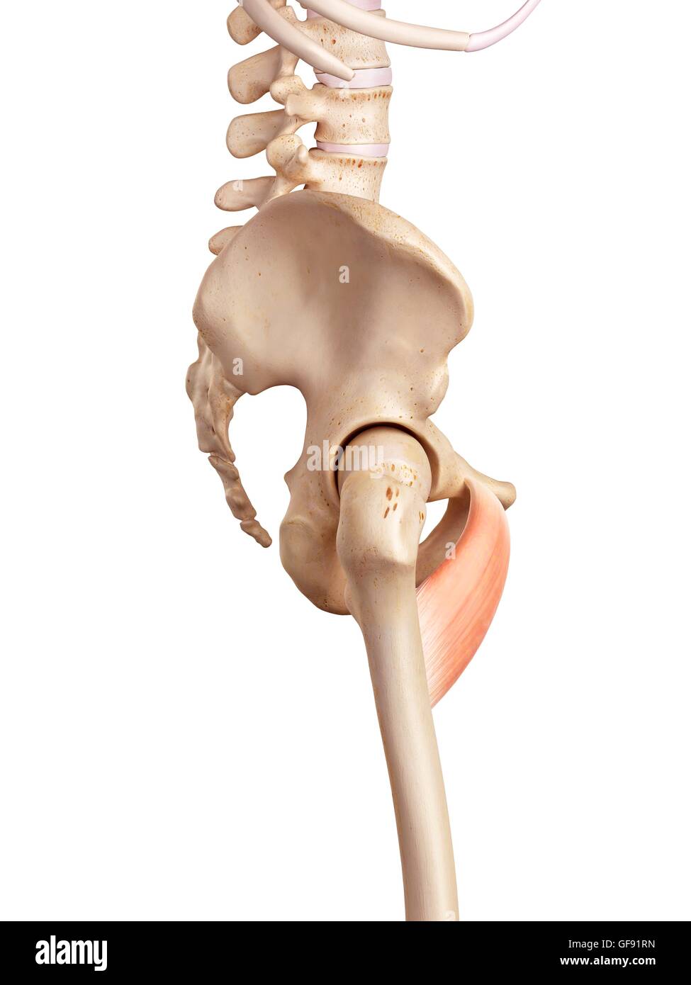 Human muscles, illustration Stock Photo - Alamy