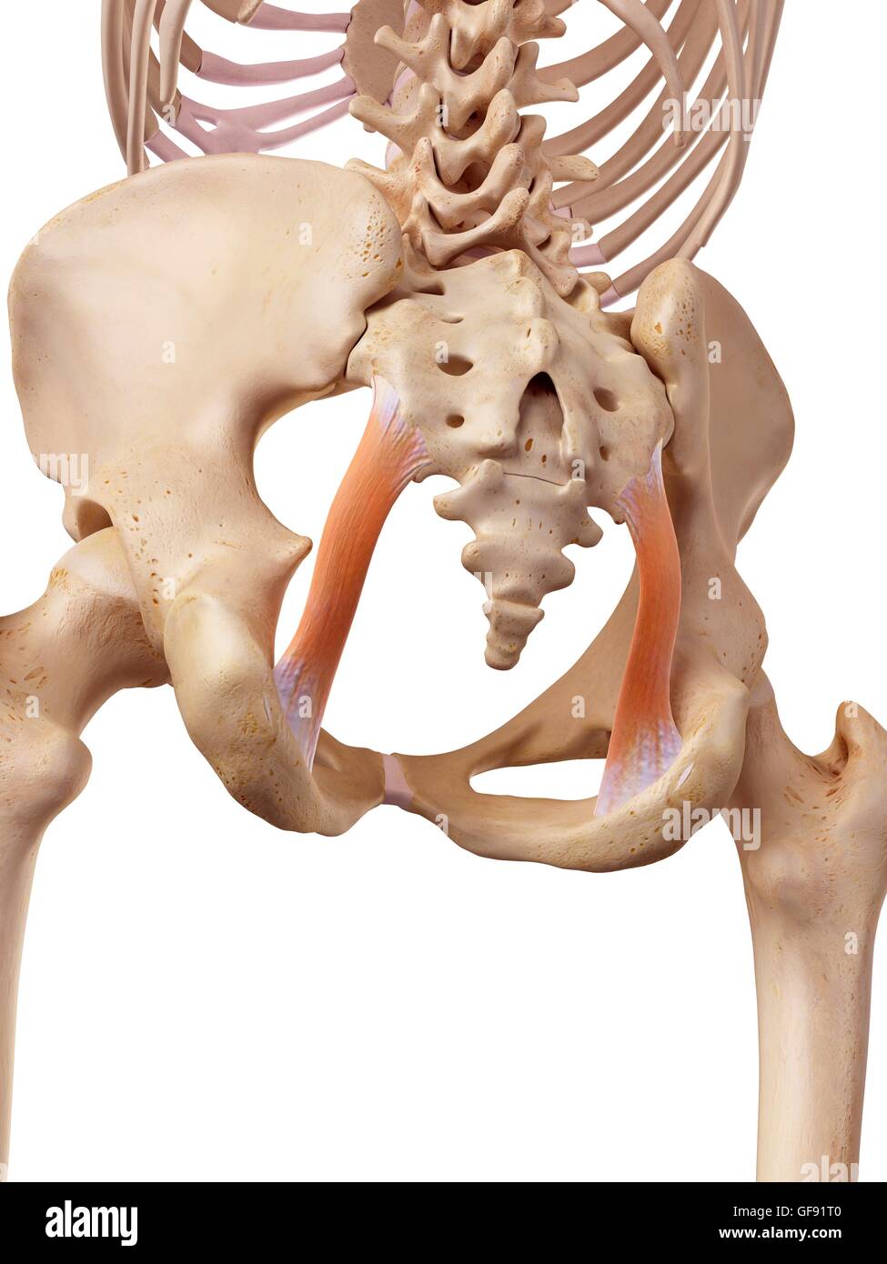 Human ligament, illustration Stock Photo - Alamy