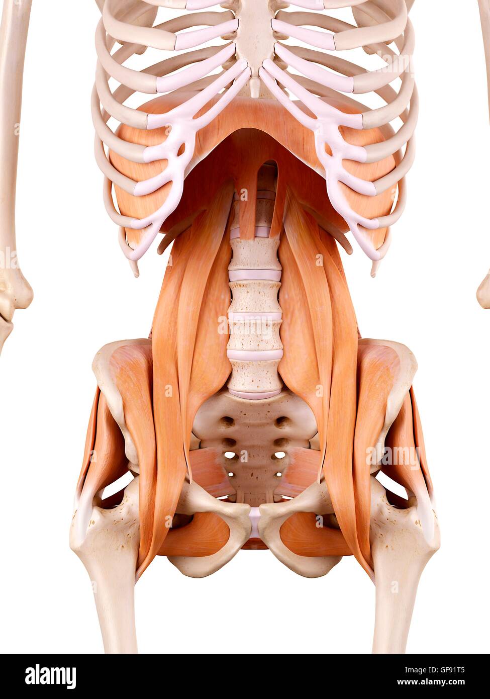 Human hip muscles, illustration Stock Photo - Alamy
