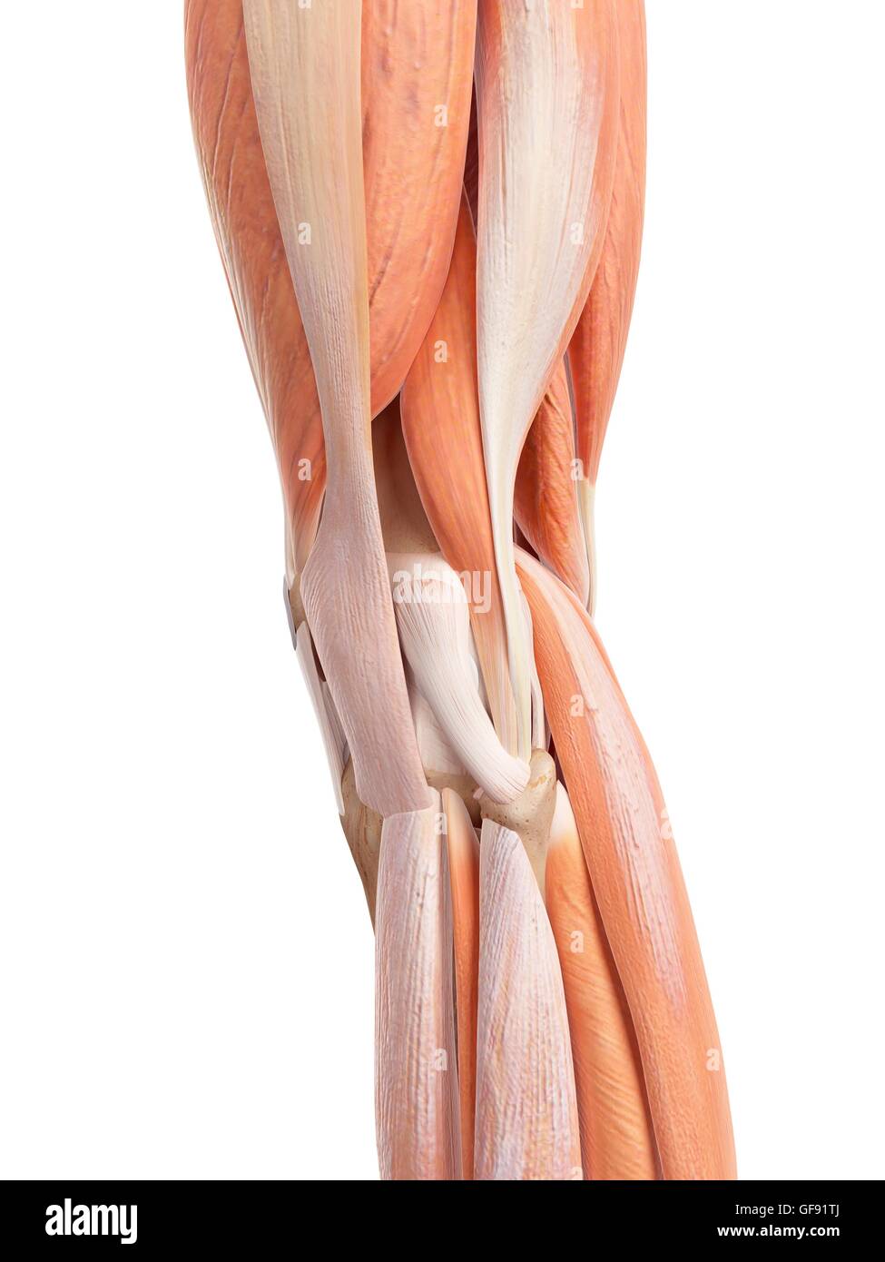Human knee muscles, illustration Stock Photo - Alamy