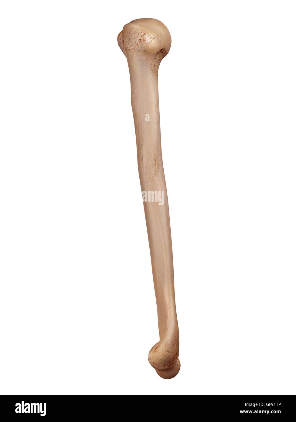 Human Arm Bone Anatomy