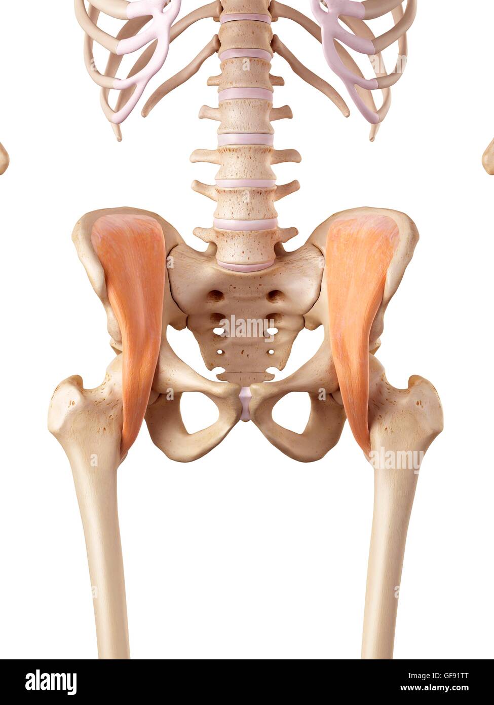 Human pelvic muscles, illustration Stock Photo - Alamy