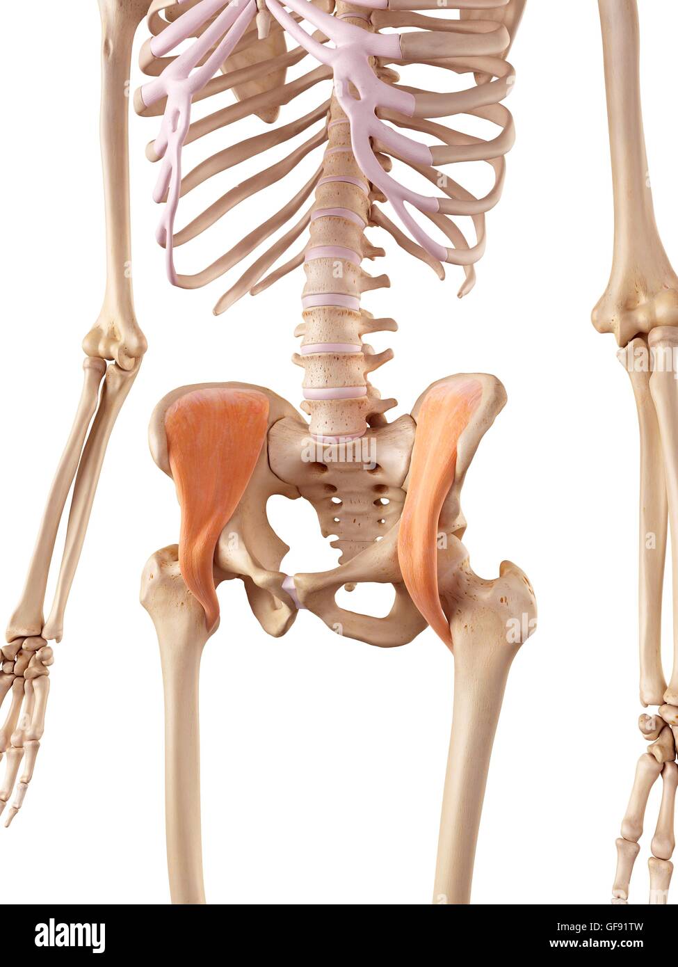 Pelvis Muscles High Resolution Stock Photography and Images - Alamy