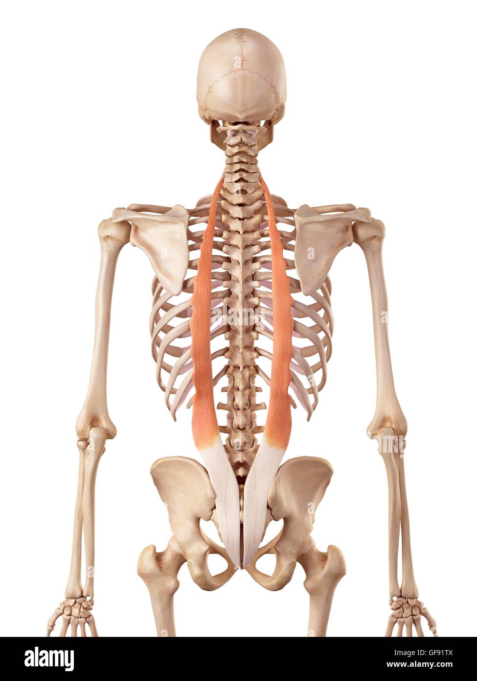 Human back muscles, illustration Stock Photo - Alamy