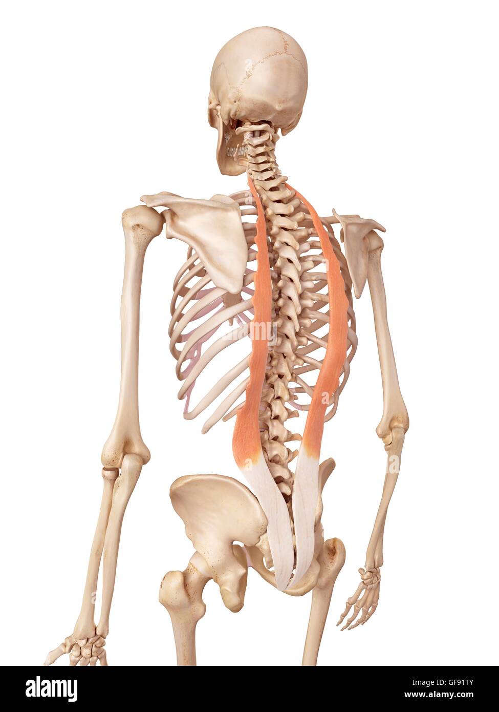 Human back muscles, illustration Stock Photo - Alamy