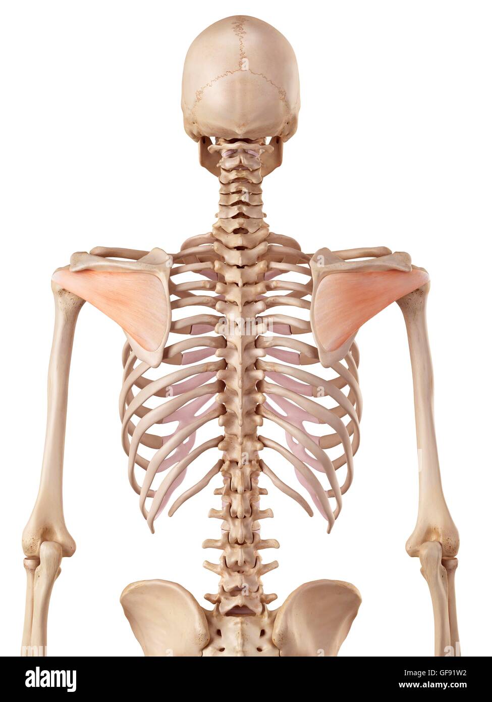 Shoulder back muscles artwork hi-res stock photography and images - Alamy