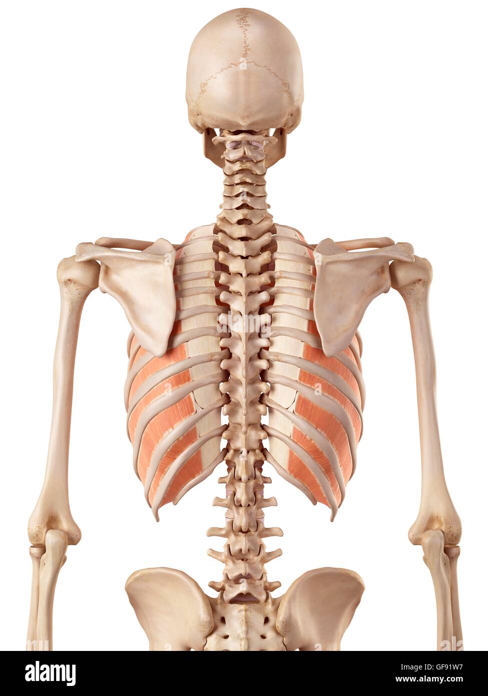 Human thoracic muscles, illustration Stock Photo - Alamy