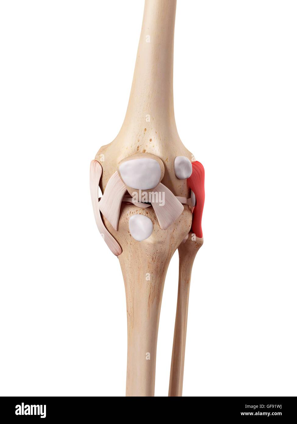 Human knee anatomy, illustration Stock Photo - Alamy