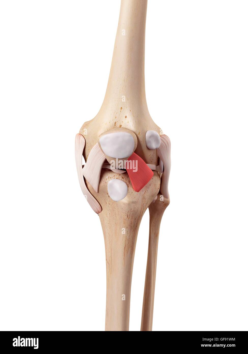 Knee anatomy lateral hi-res stock photography and images - Alamy
