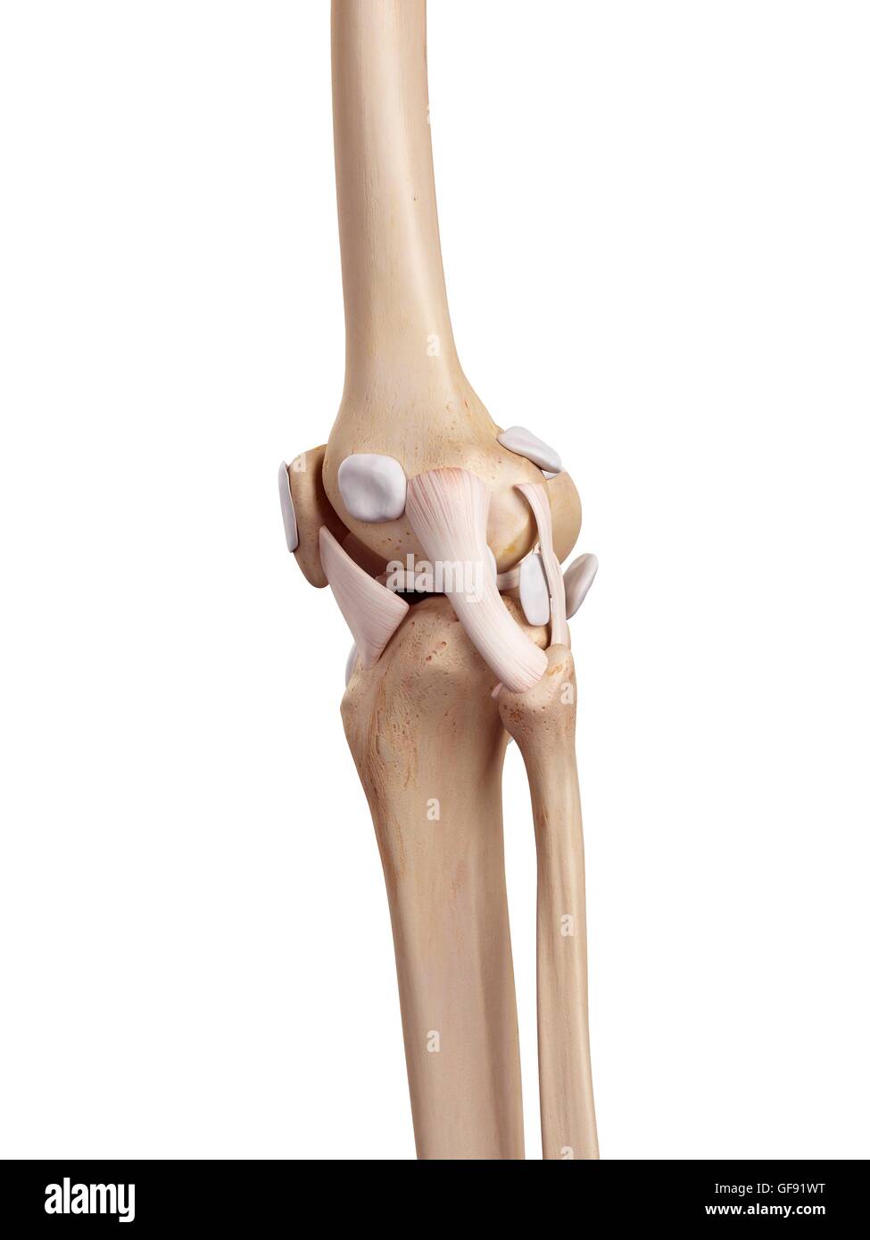 Human knee anatomy, illustration Stock Photo - Alamy