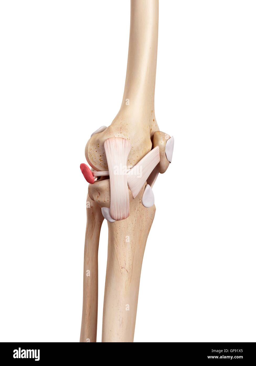 Human knee anatomy, illustration Stock Photo - Alamy