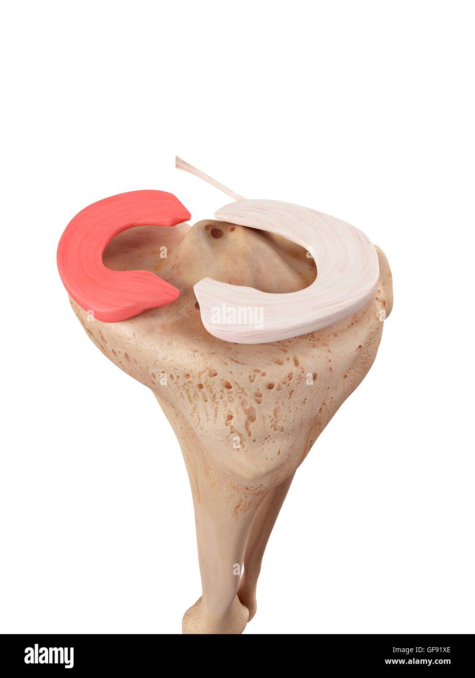 Human knee anatomy, illustration Stock Photo - Alamy