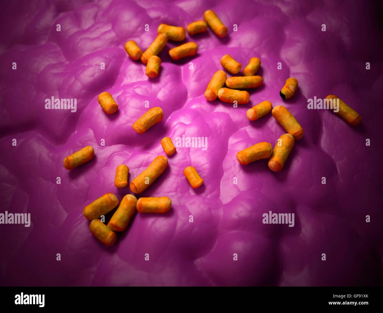 Lactobacillus Bacteria Stock Photos & Lactobacillus Bacteria Stock ...