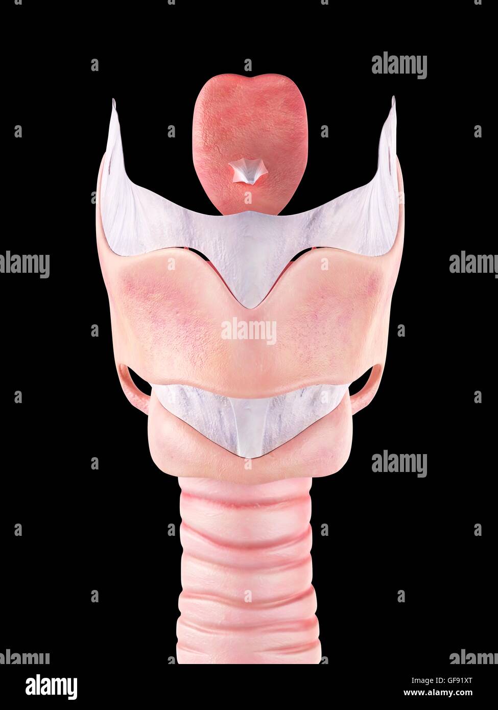 Human larynx, illustration Stock Photo - Alamy