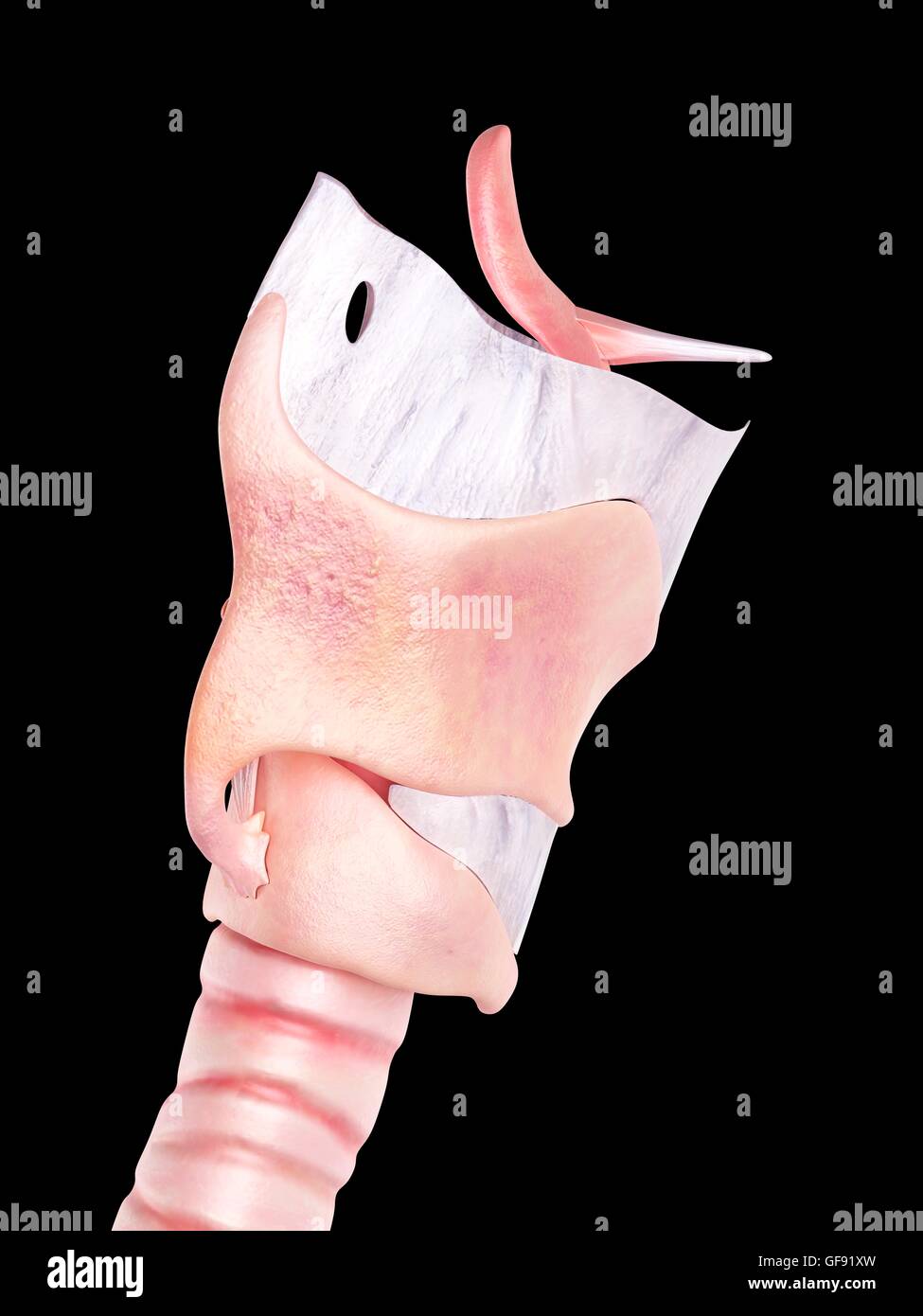 Human larynx, illustration Stock Photo - Alamy
