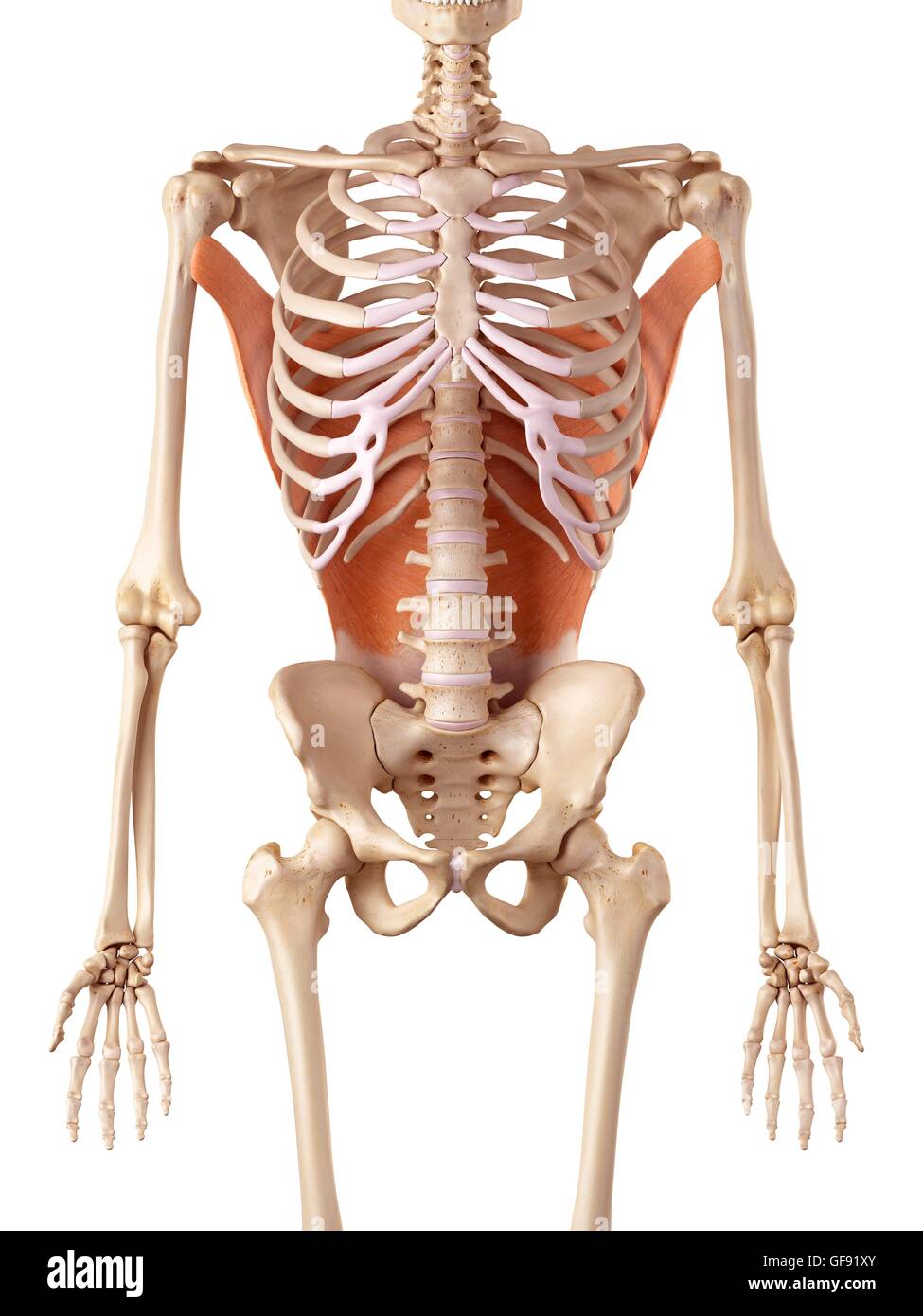 Human back muscles, illustration Stock Photo - Alamy