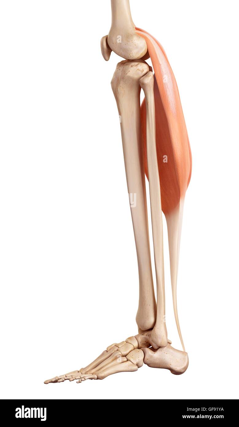 Human leg muscles, illustration Stock Photo - Alamy