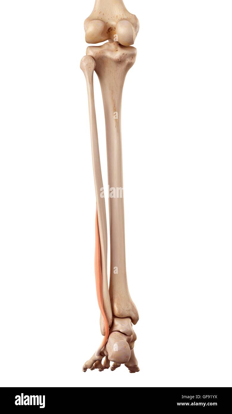 Human muscles of the lower leg, illustration Stock Photo - Alamy