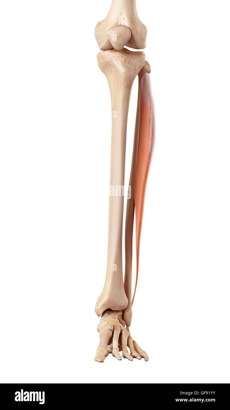 Human muscles of the lower leg, illustration Stock Photo - Alamy