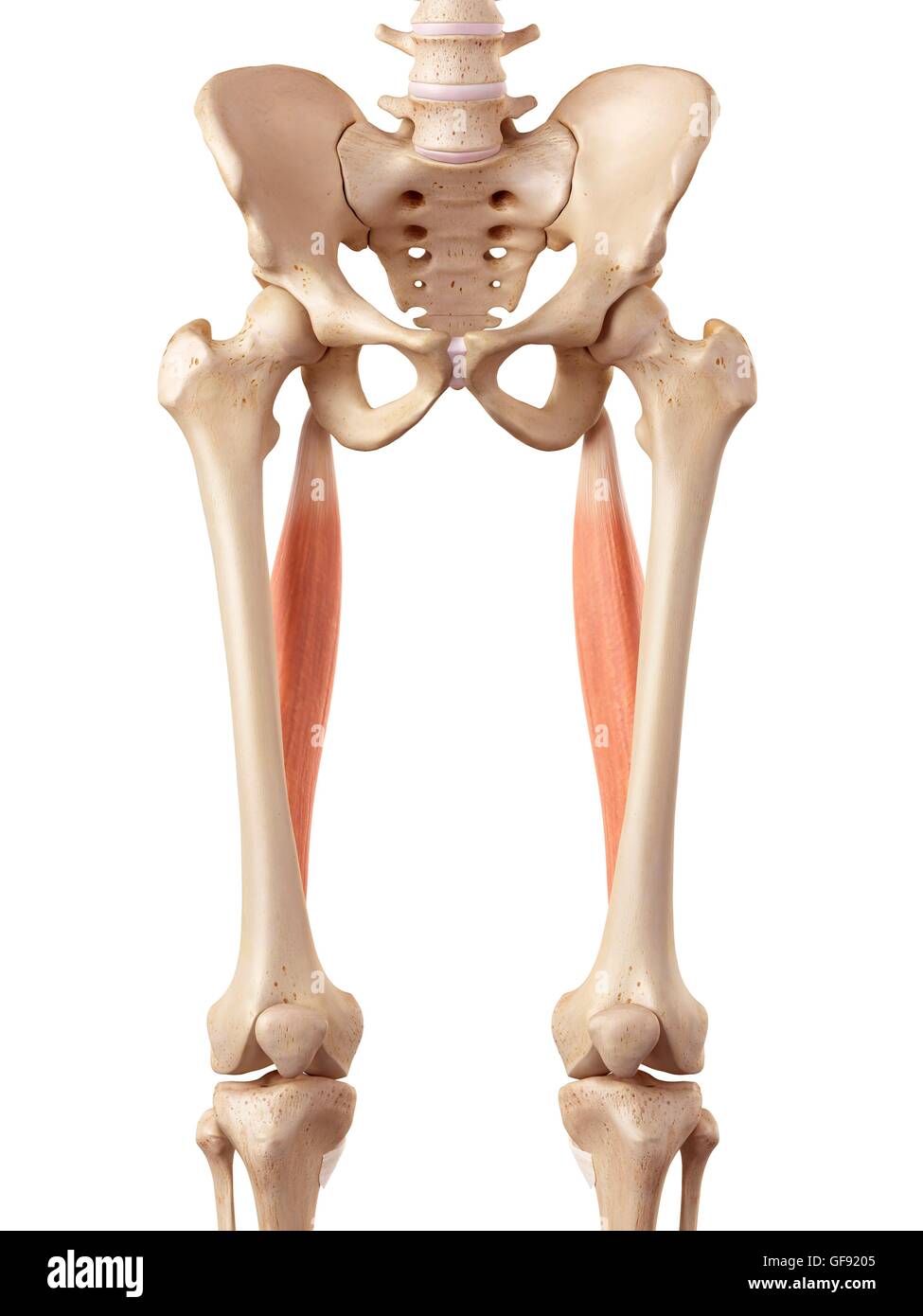 Human upper leg muscles hi-res stock photography and images - Alamy