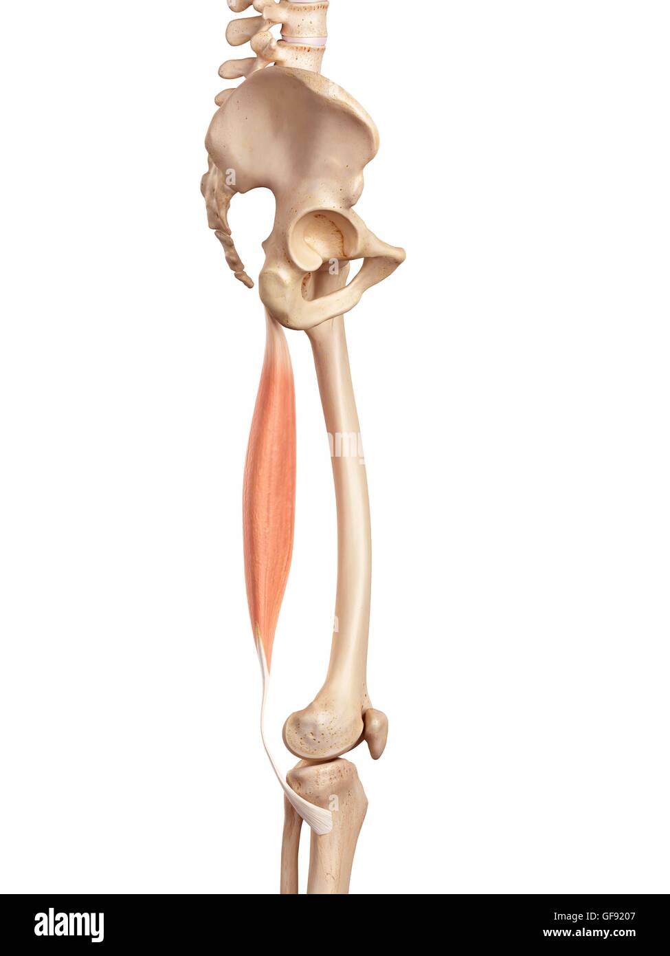 Human muscles of the upper leg, illustration Stock Photo - Alamy