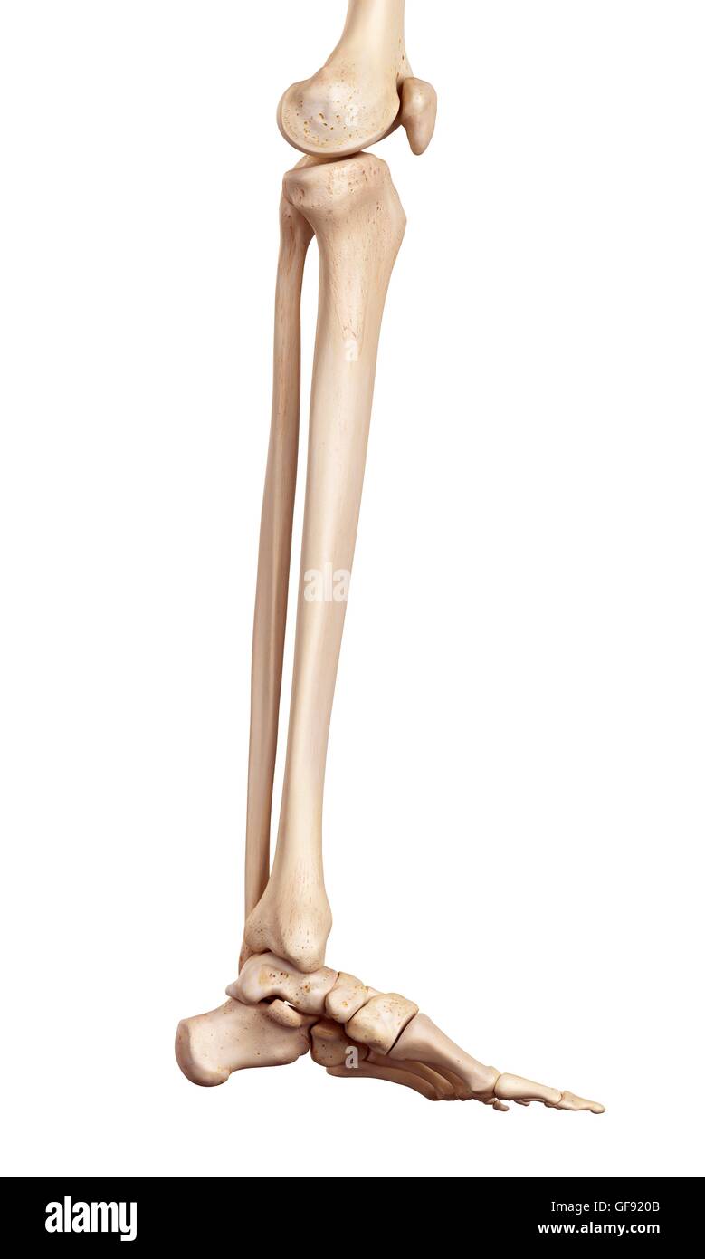 Lower Leg Bones High Resolution Stock Photography and Images - Alamy