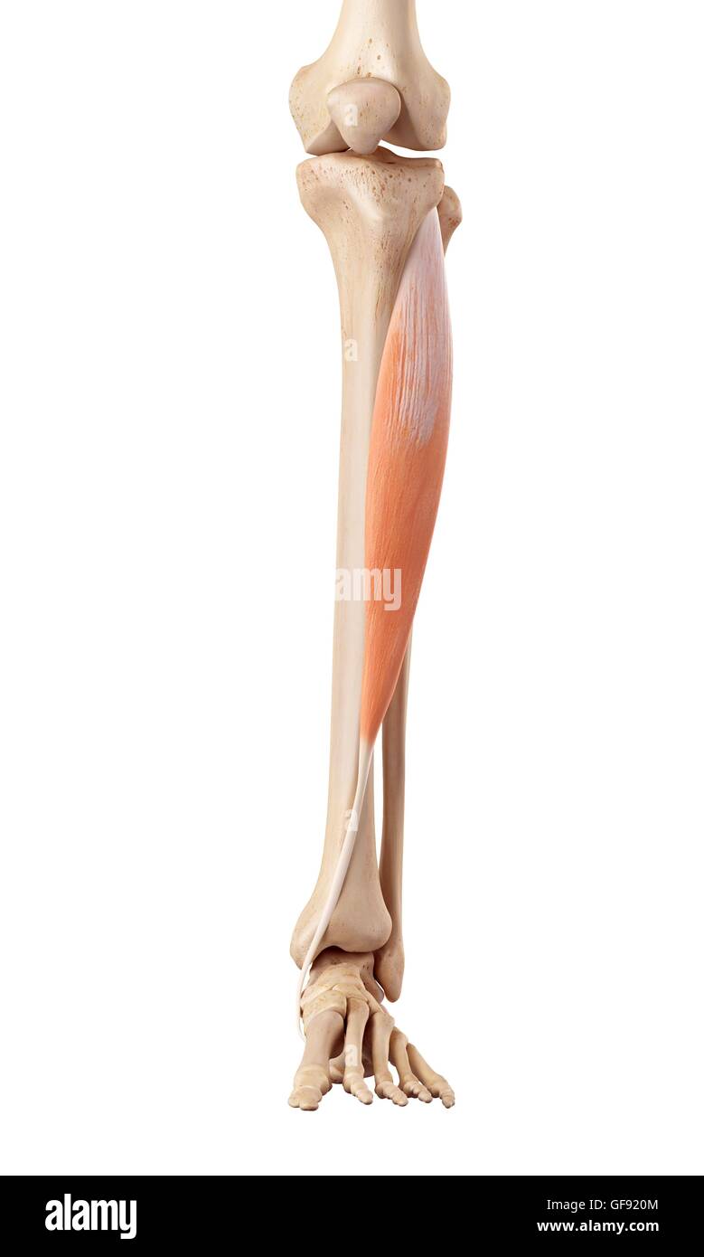 Human muscles of the lower leg, illustration Stock Photo - Alamy
