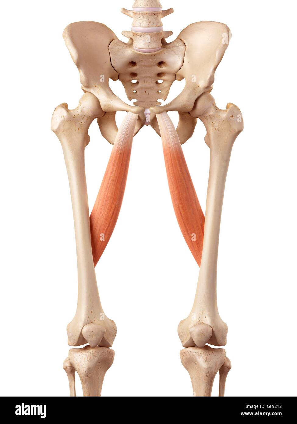 Human Muscles Upper Leg Illustration High Resolution Stock Photography ...