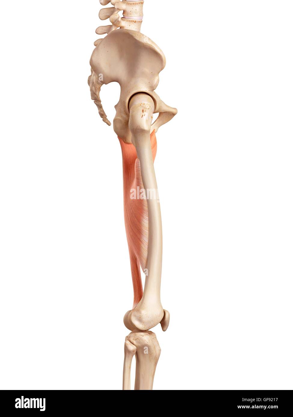 Human muscles of the upper leg, illustration Stock Photo - Alamy