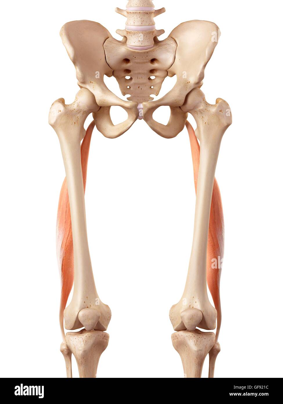 Human muscles of the upper leg, illustration Stock Photo - Alamy